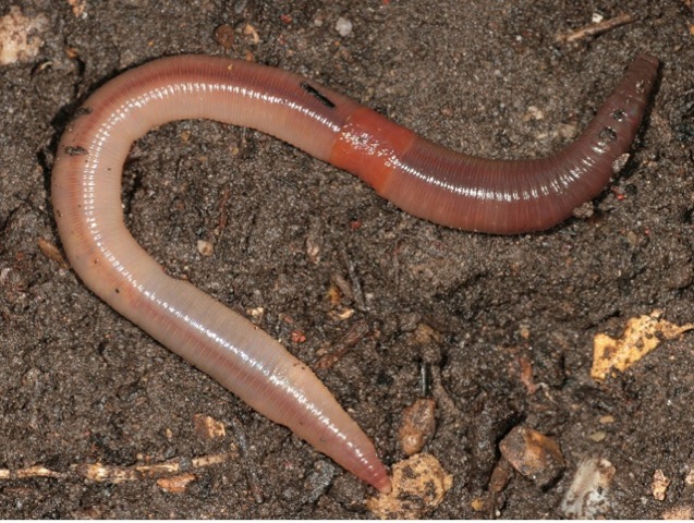 Earthworms Frequent Questions Welcome Wildlife